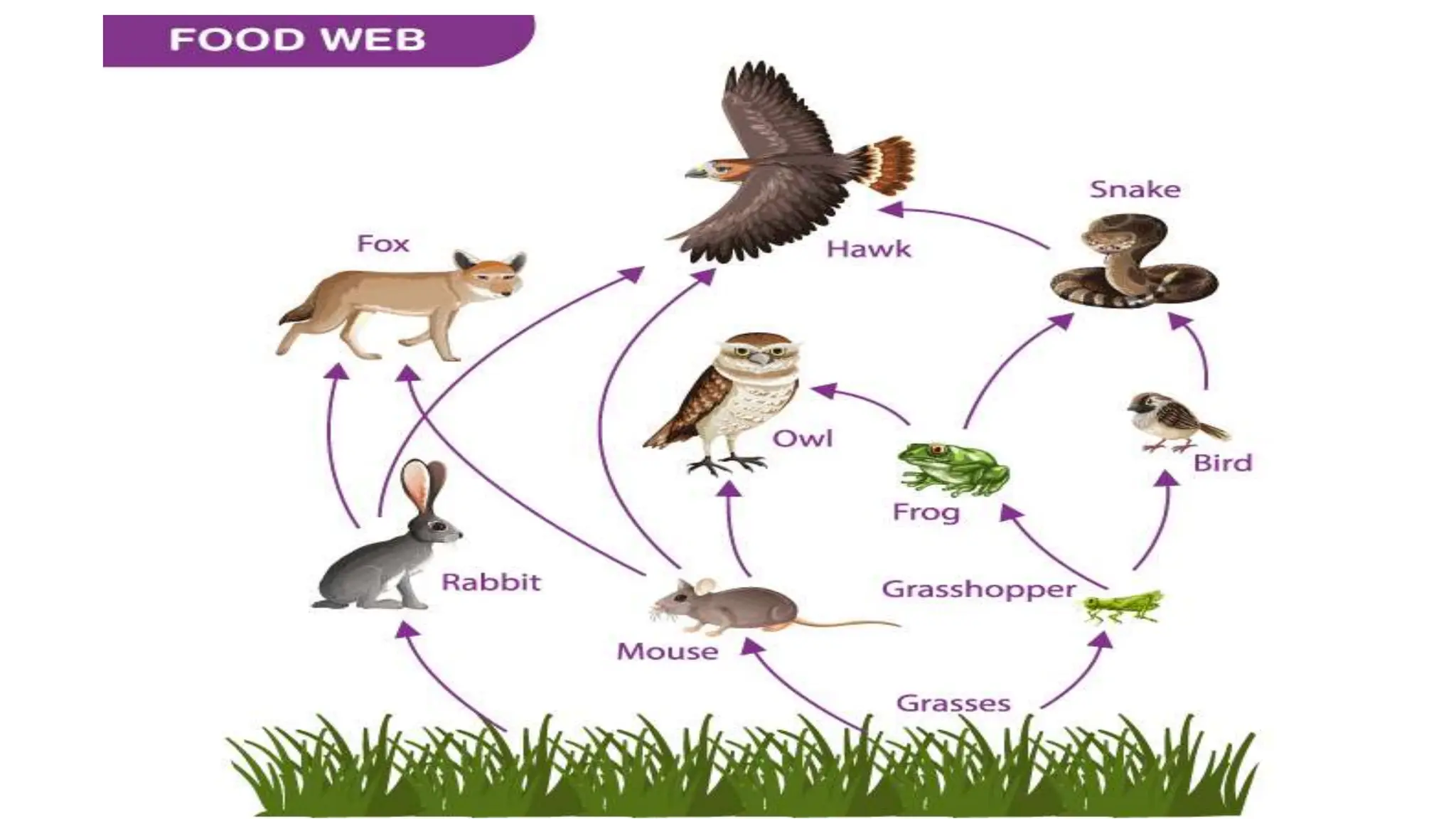 Food Chain and Food Web (Ecosystem) EVS, B. Pharmacy 1st Year, Sem-II ...