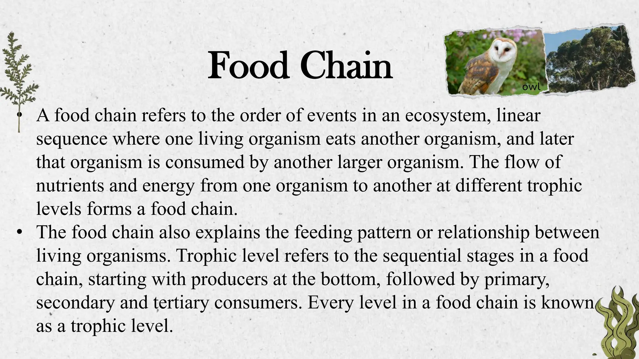 Food Chain and Food Web (Ecosystem) EVS, B. Pharmacy 1st Year, Sem-II ...