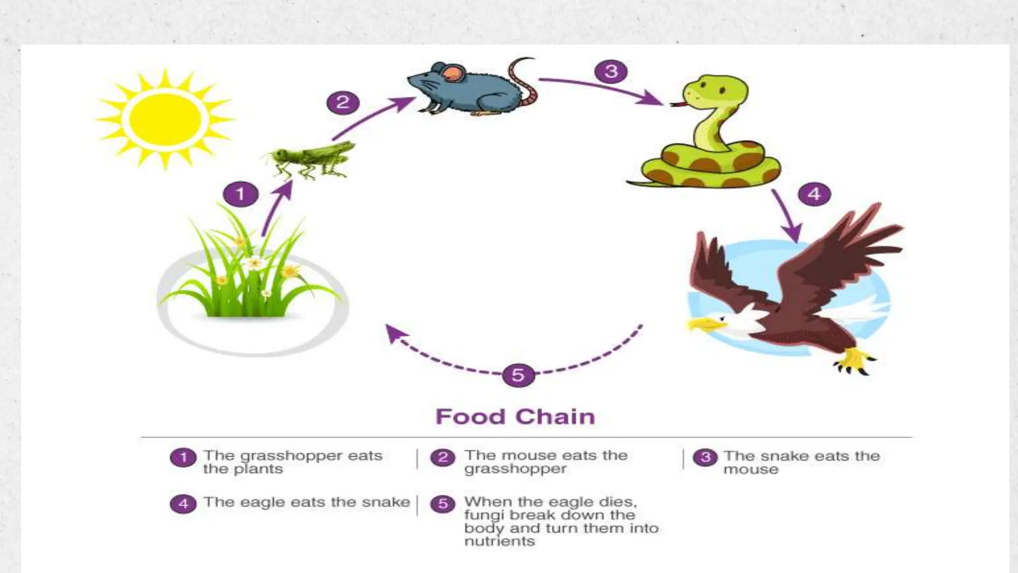 Food Chain and Food Web (Ecosystem) EVS, B. Pharmacy 1st Year, Sem-II ...