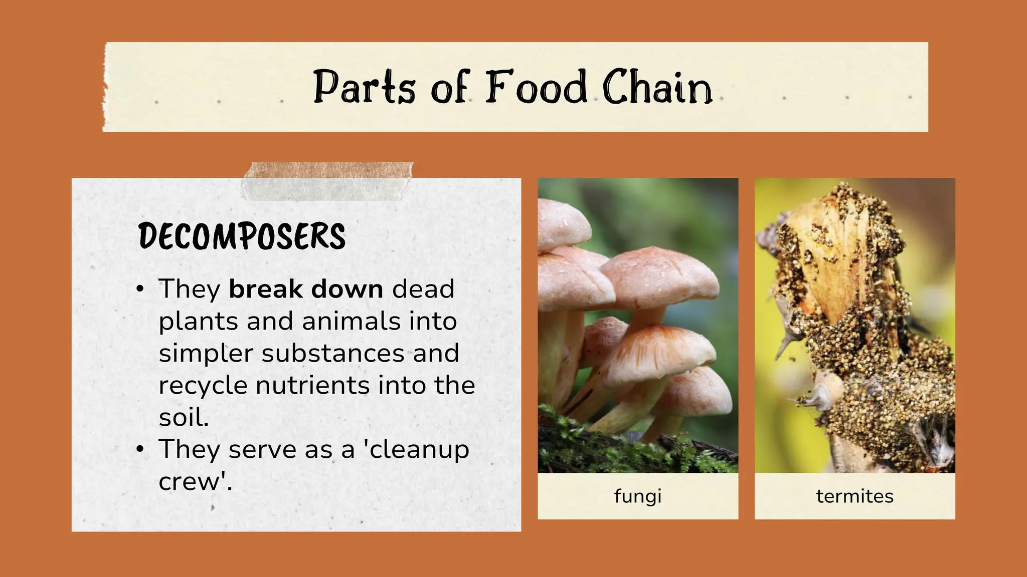 Food Chain and Food Web (Ecosystem) EVS, B. Pharmacy 1st Year, Sem-II ...