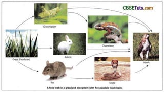 Food Chain and Food Web (Ecosystem) EVS, B. Pharmacy 1st Year, Sem-II ...