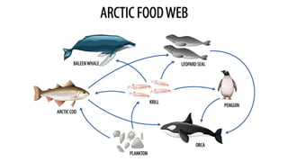 Food Chain and Food Web (Ecosystem) EVS, B. Pharmacy 1st Year, Sem-II ...