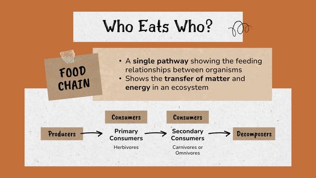 Food Chain and Food Web (Ecosystem) EVS, B. Pharmacy 1st Year, Sem-II ...