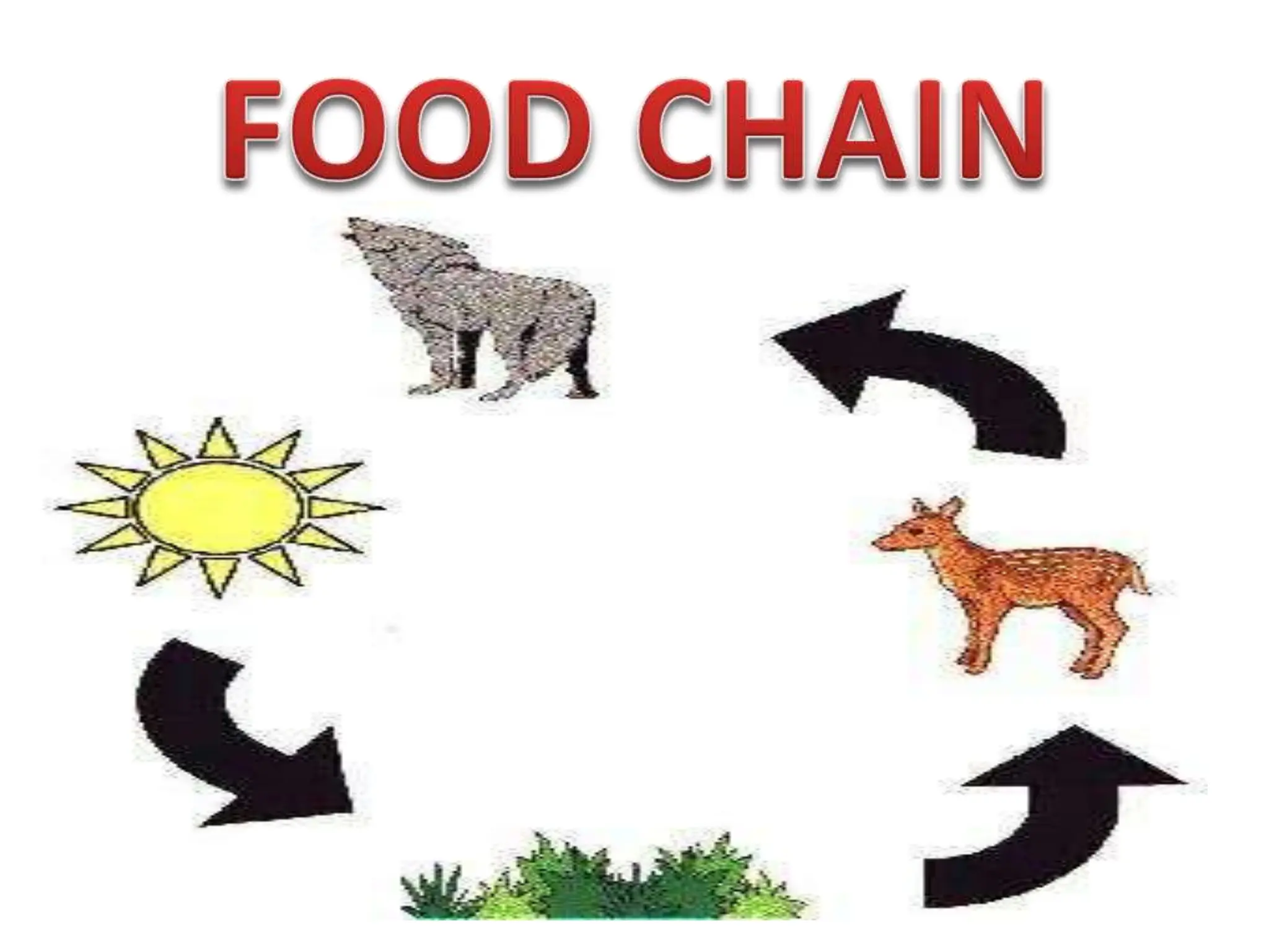 FOOD CHAIN powerpoint presentation (Science) | PPT