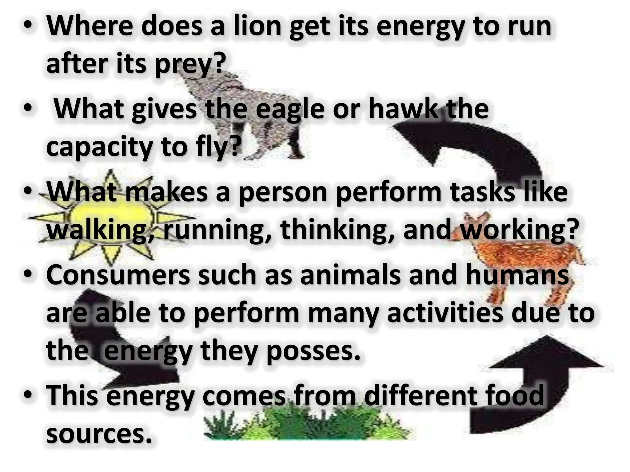 FOOD CHAIN powerpoint presentation (Science) | PPT