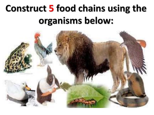 FOOD CHAIN powerpoint presentation (Science) | PPT