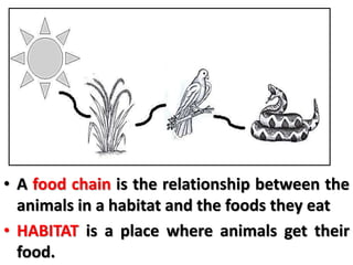 FOOD CHAIN powerpoint presentation (Science) | PPT