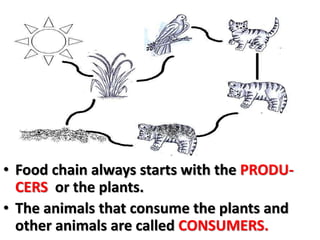 FOOD CHAIN powerpoint presentation (Science) | PPT