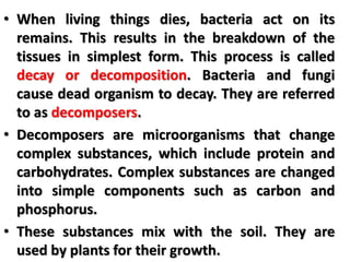 FOOD CHAIN powerpoint presentation (Science) | PPT