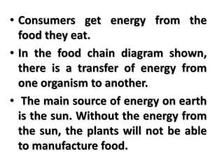 FOOD CHAIN powerpoint presentation (Science) | PPT