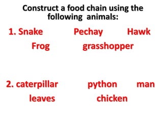 FOOD CHAIN powerpoint presentation (Science) | PPT