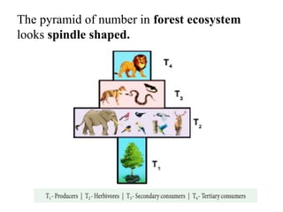 Food Chain , food web , ecological pyramid | PPTX