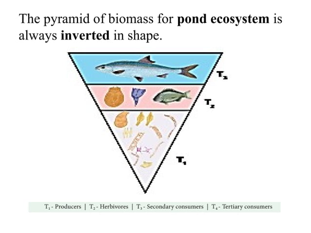 Food Chain , food web , ecological pyramid | PPTX | Biological Sciences ...