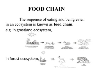 Food Chain , food web , ecological pyramid | PPTX | Biological Sciences ...