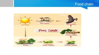 Food Chain and different levels of food chains,role of producers ...