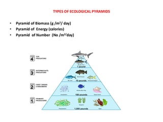Aquatic Food chain,Food web, Ecological pyramids.pdf