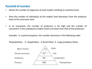 Aquatic Food chain,Food web, Ecological pyramids.pdf