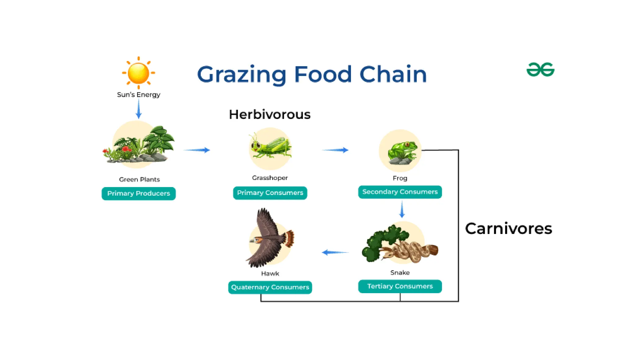 Environmental science - Food Chain.pptx. | PPTX