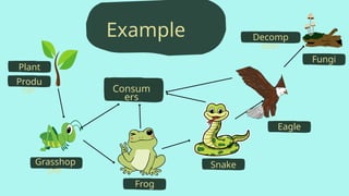 Understanding Food Chains: Energy Flow and Ecosystem Dynamics for Grade ...