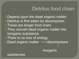 Food chain and food web | PPTX