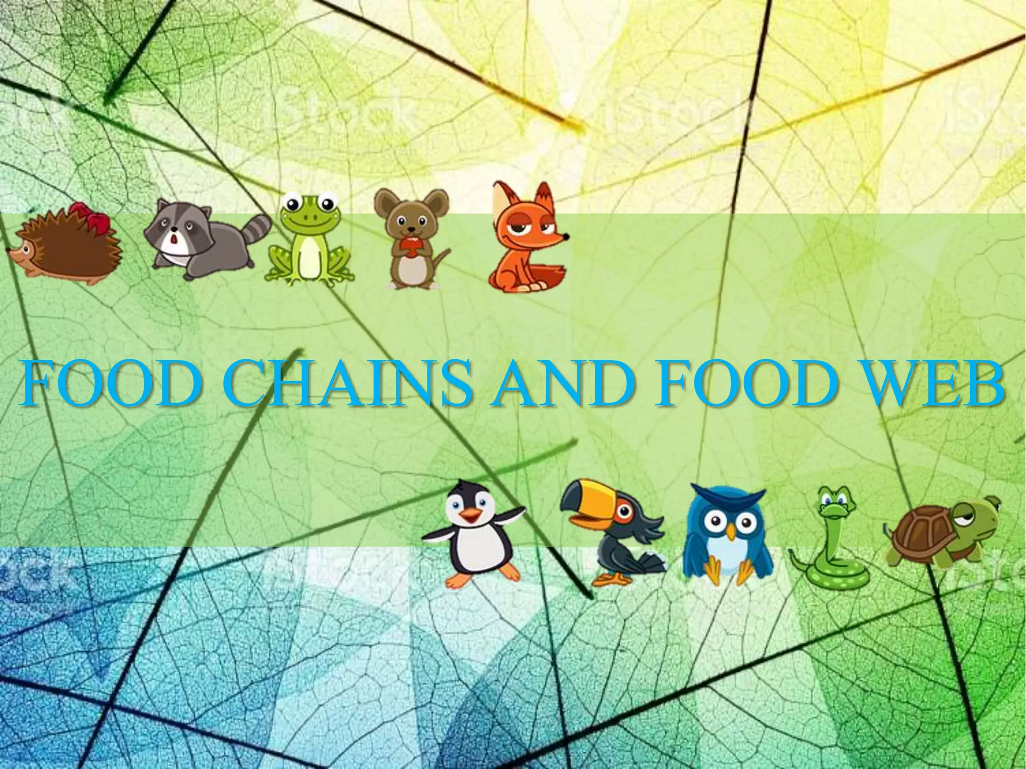 Food Chain and Food Web | PPTX