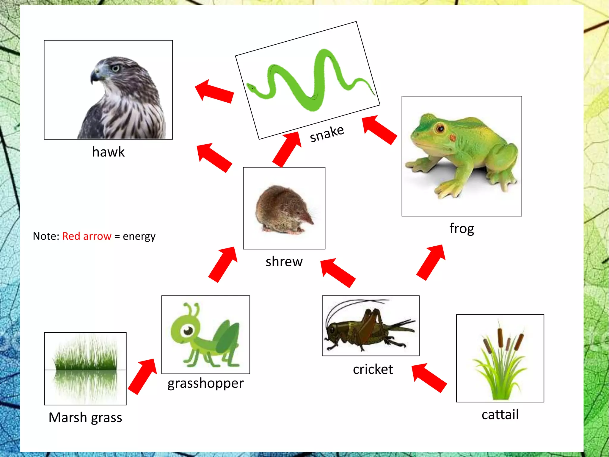 Food Chain and Food Web | PPTX