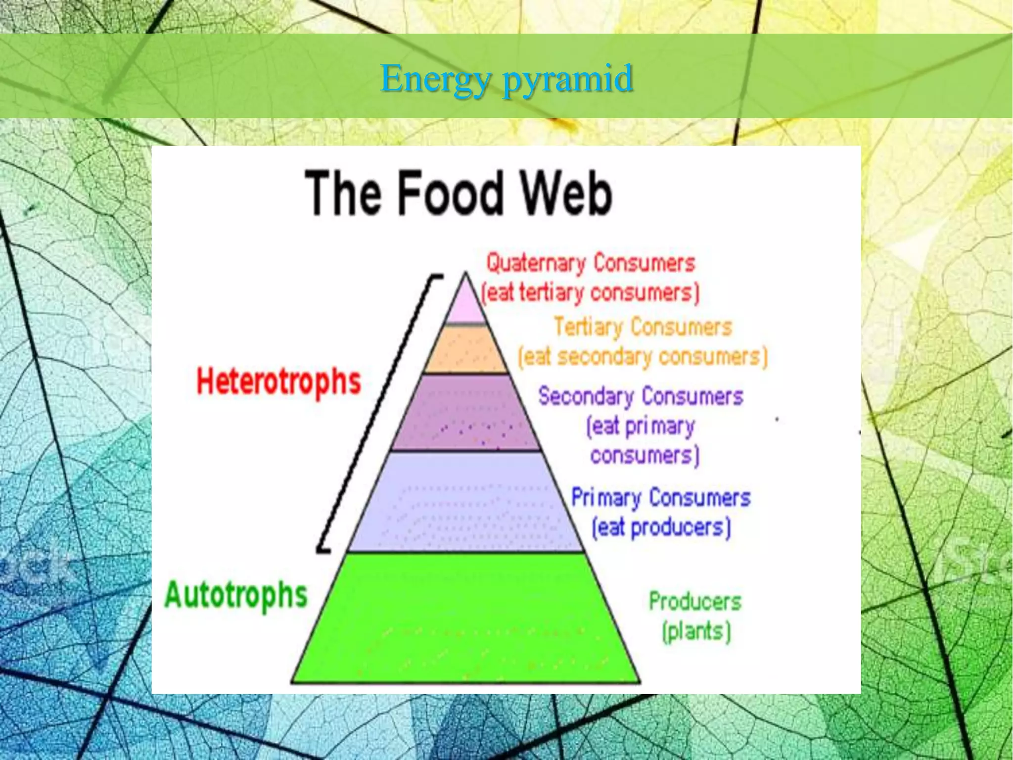 Food Chain and Food Web | PPTX