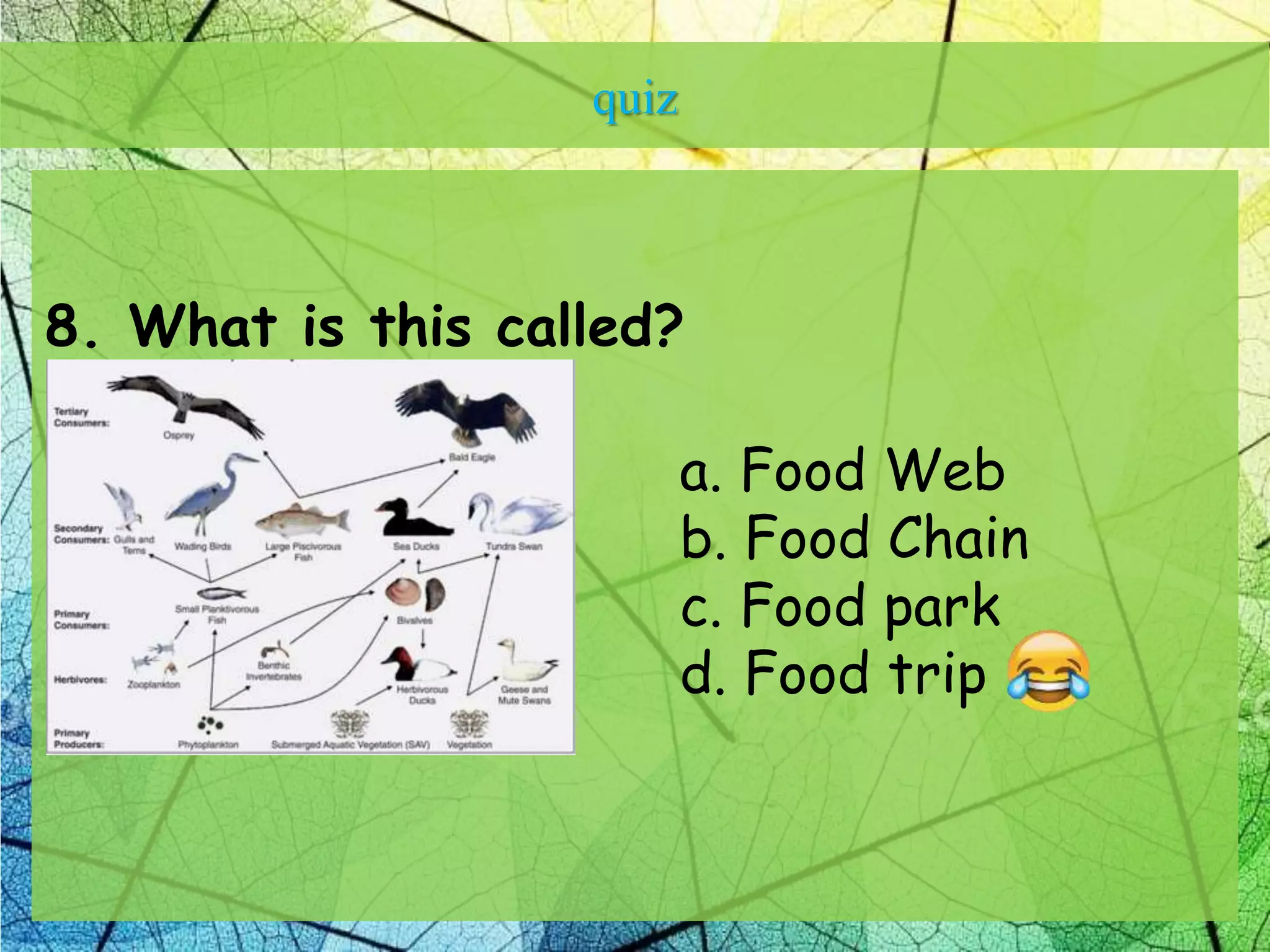 Food Chain and Food Web | PPTX