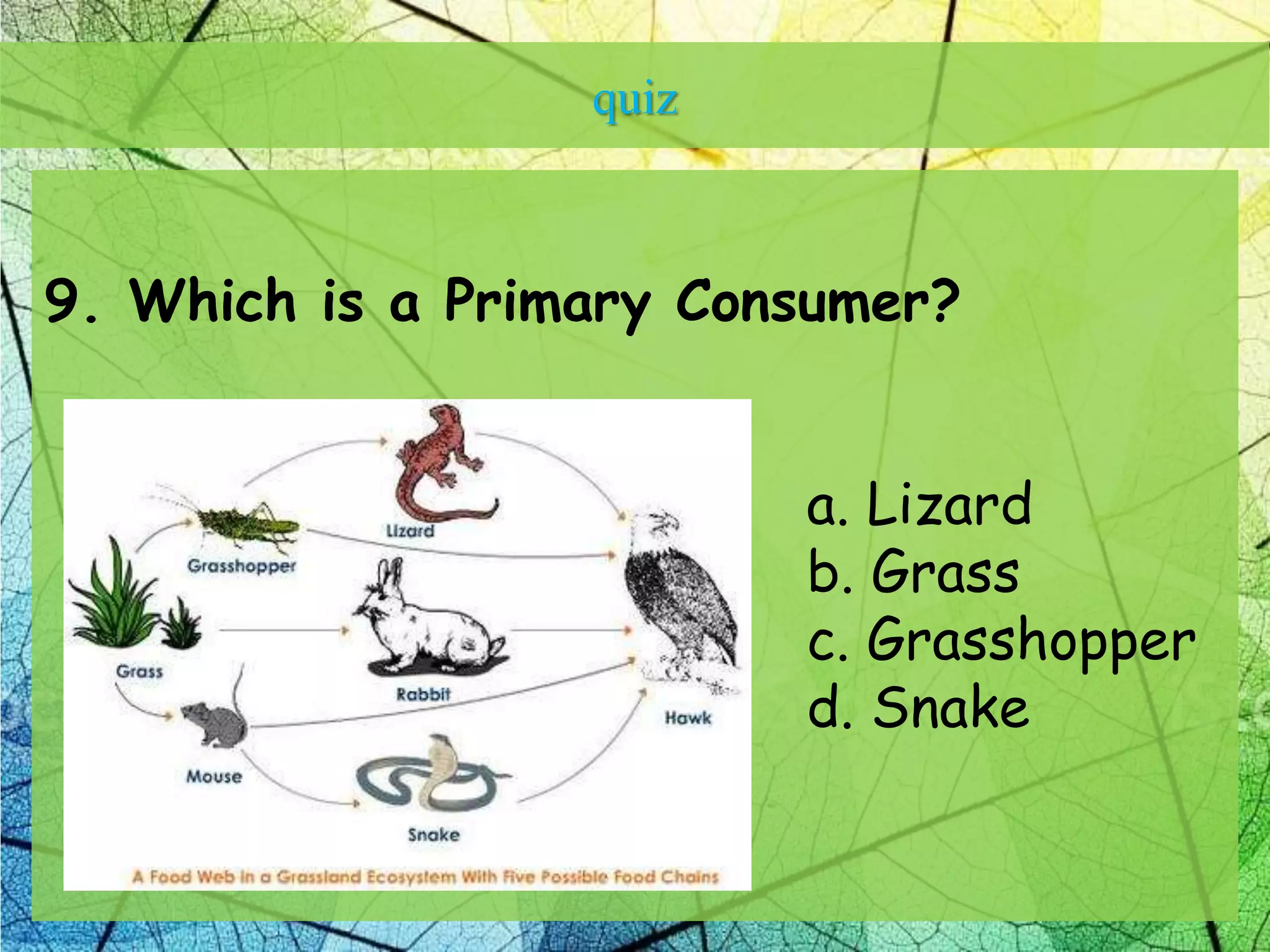 Food Chain and Food Web | PPTX