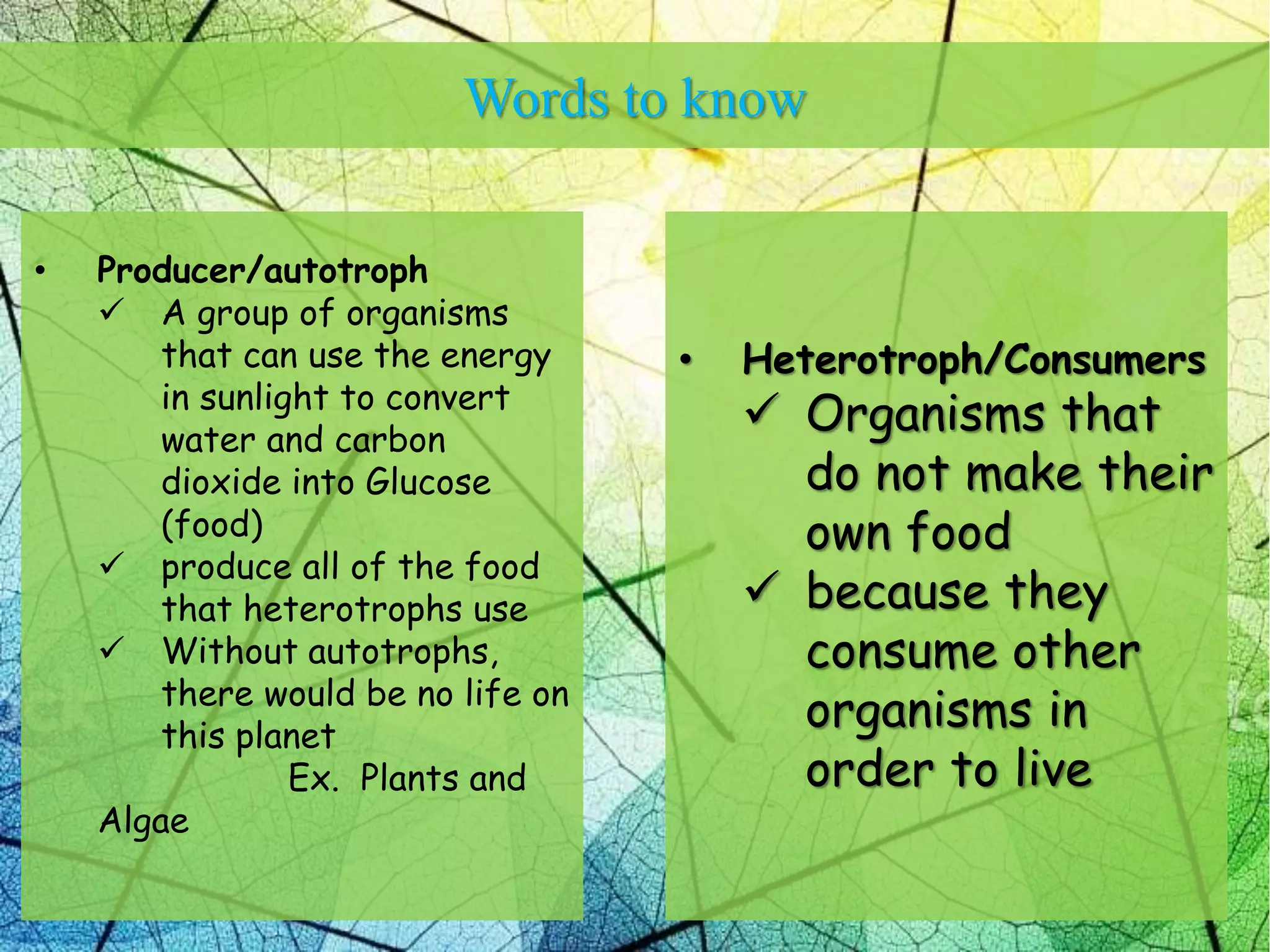 Food Chain and Food Web | PPTX