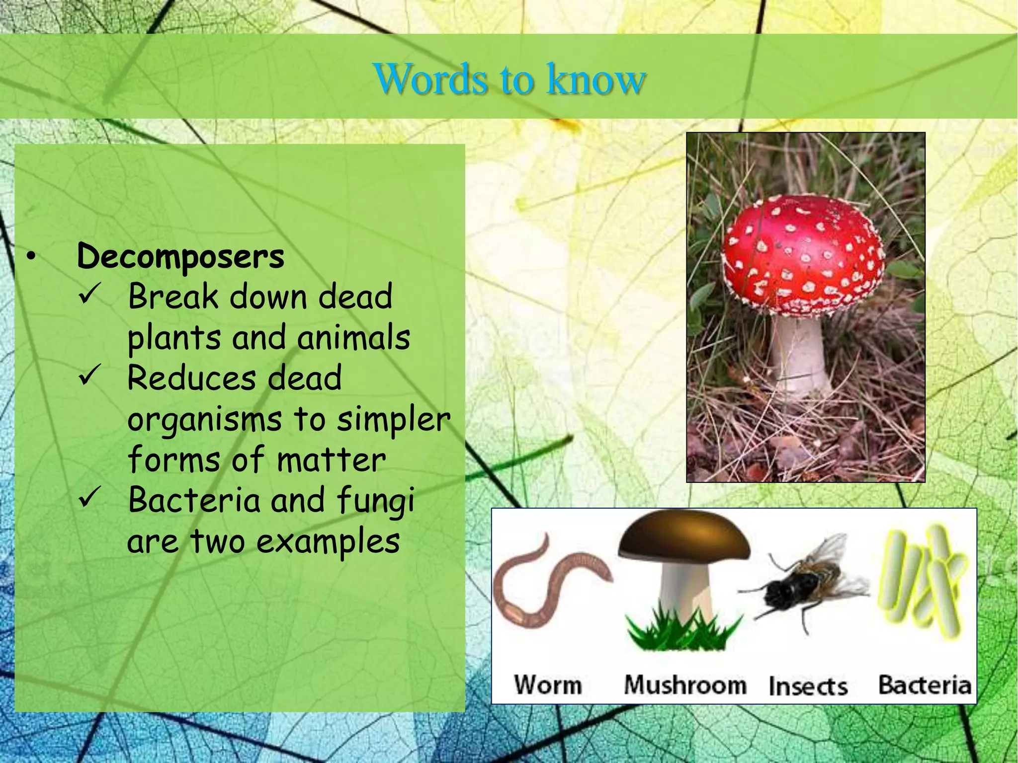 Food Chain and Food Web | PPTX