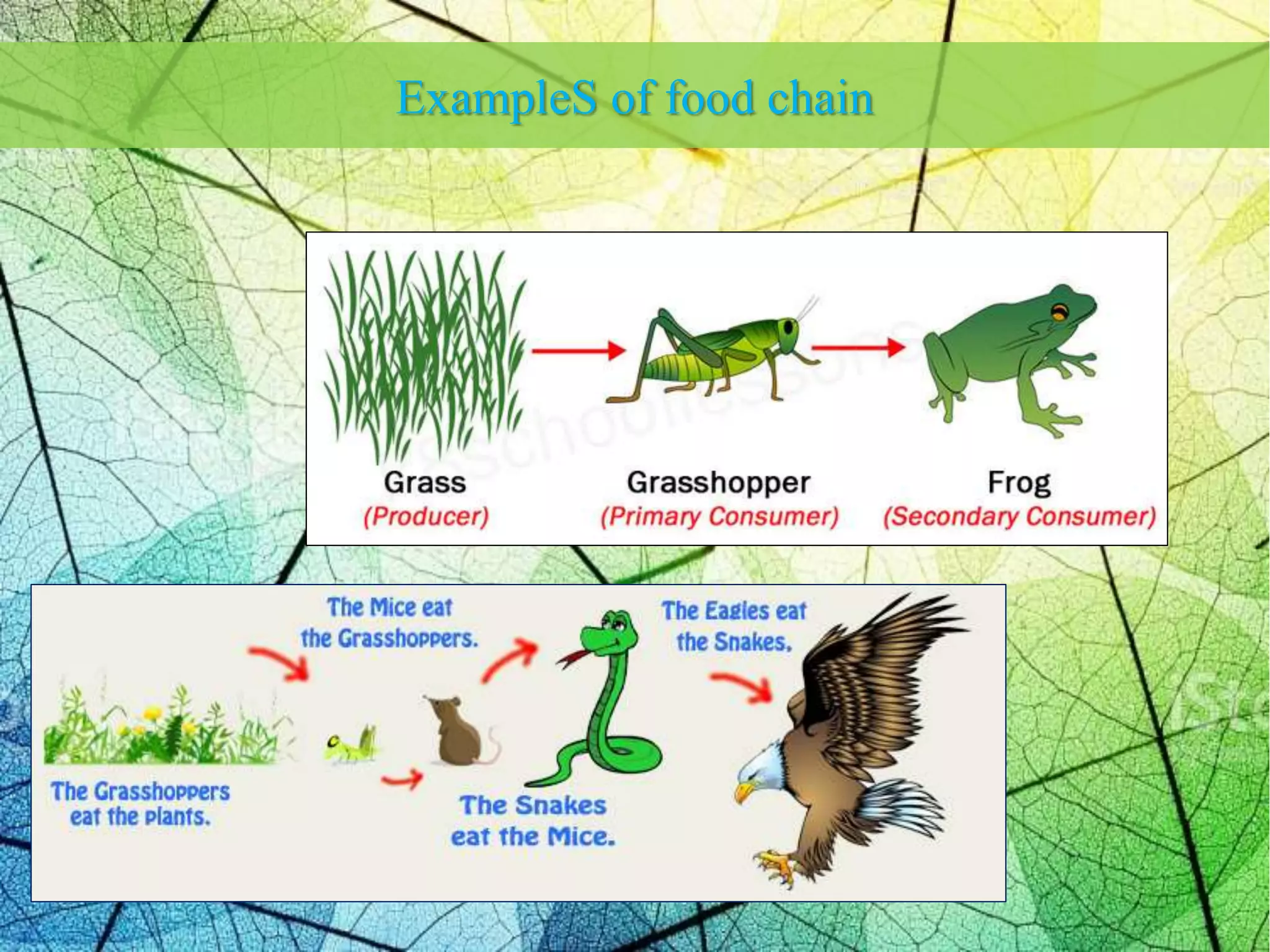Food Chain and Food Web | PPTX