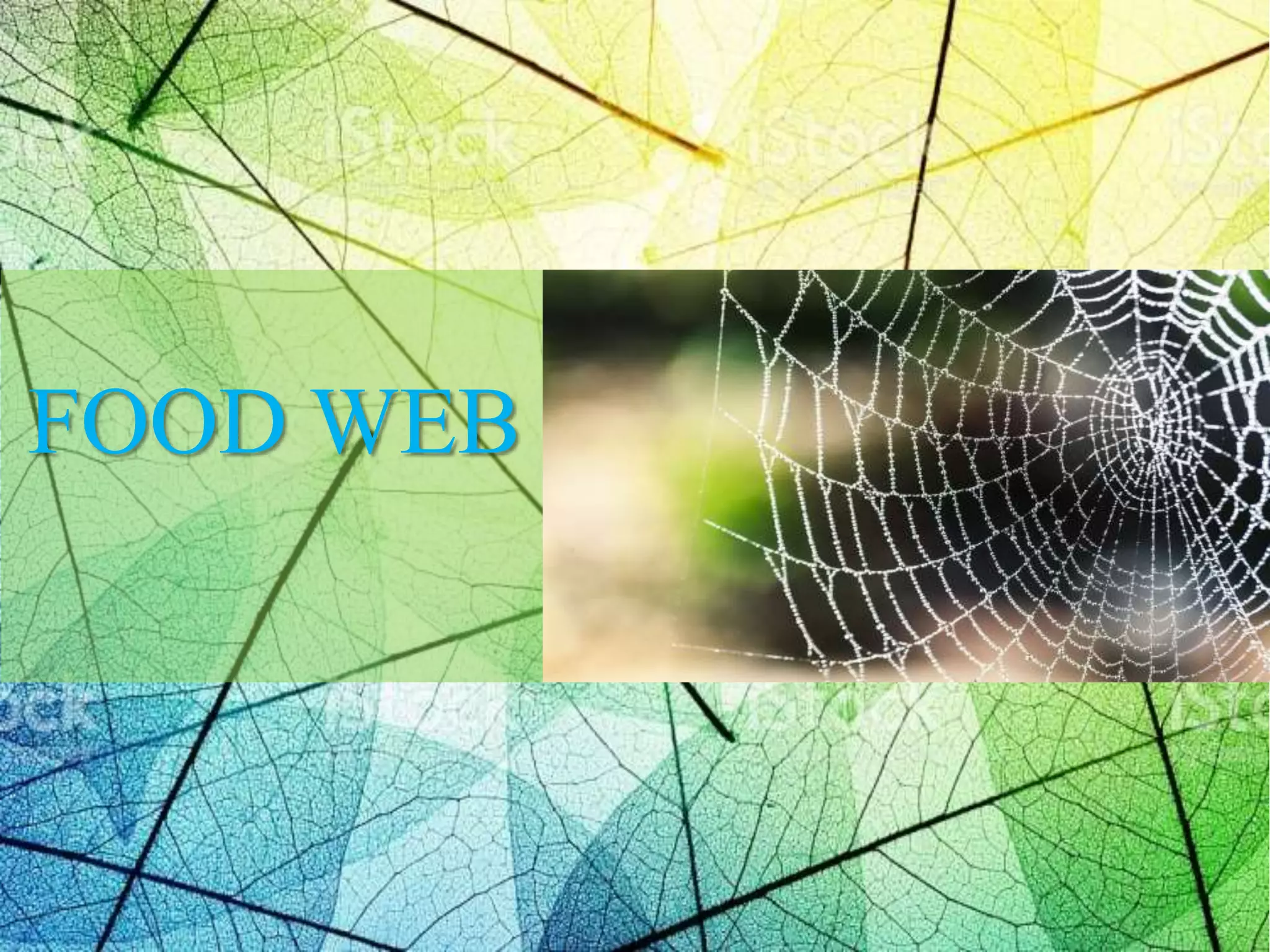 Food Chain and Food Web | PPTX