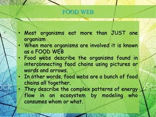 Food Chain and Food Web | PPTX