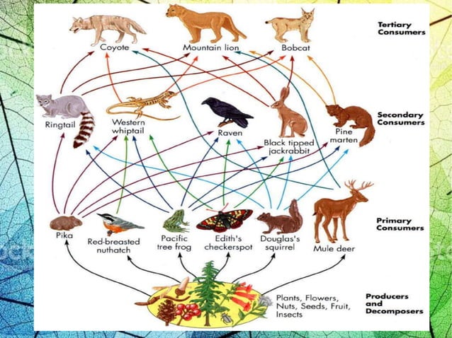 Food Chain and Food Web | PPTX