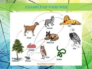 Food Chain and Food Web | PPTX
