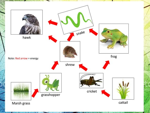 Food Chain and Food Web | PPTX