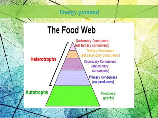 Food Chain and Food Web | PPTX
