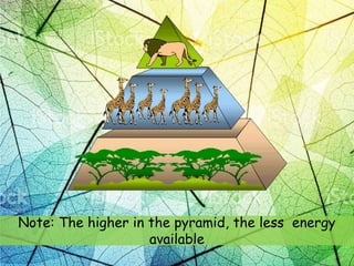 Food Chain and Food Web | PPTX