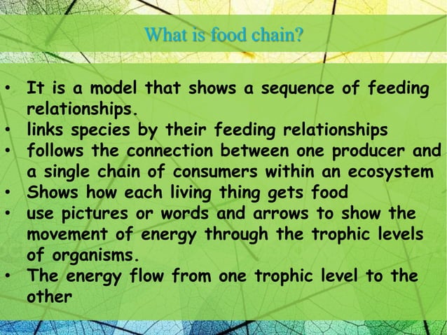 Food Chain and Food Web | PPTX