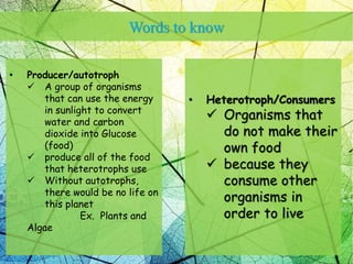 Food Chain and Food Web | PPTX