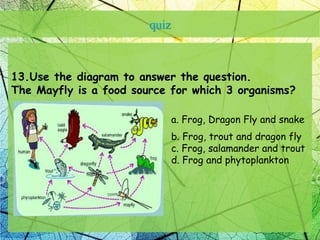 Food Chain and Food Web | PPTX