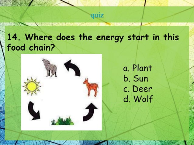 Food Chain and Food Web | PPTX