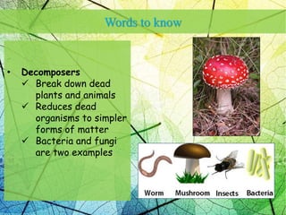 Food Chain and Food Web | PPTX