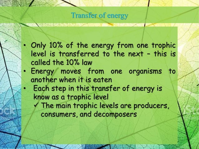 Food Chain and Food Web | PPTX