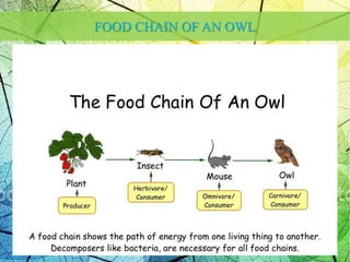 Food Chain and Food Web | PPTX
