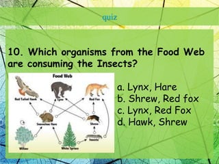 Lynx Food Chain Web