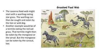 Food chain and food web | PPTX | Reptiles | Pets