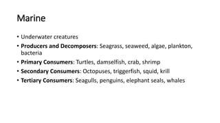 Food chain and food web | PPTX | Reptiles | Pets