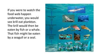 Food chain and food web | PPTX